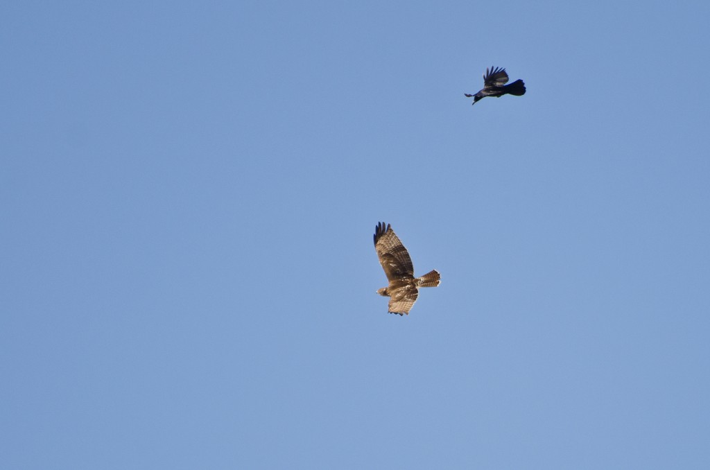 Hawk and Crow | Thoreau Farm